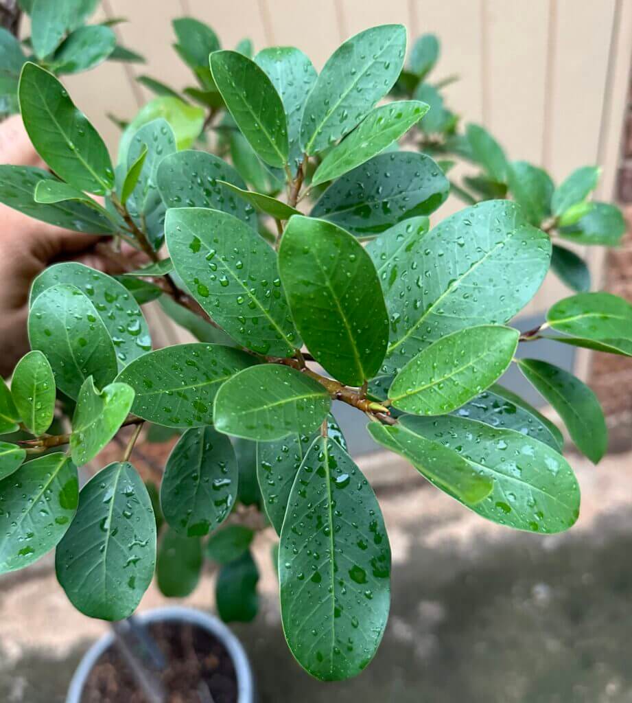 Ficus microcarpa (Indian laurel fig) - Plantinfo