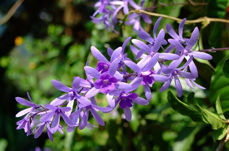 Petrea volubilis (Petrea, purple wreath) - Plantinfo