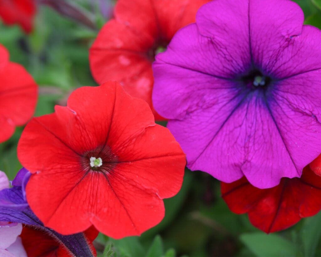 Petunia spp (Petunia) - Plantinfo