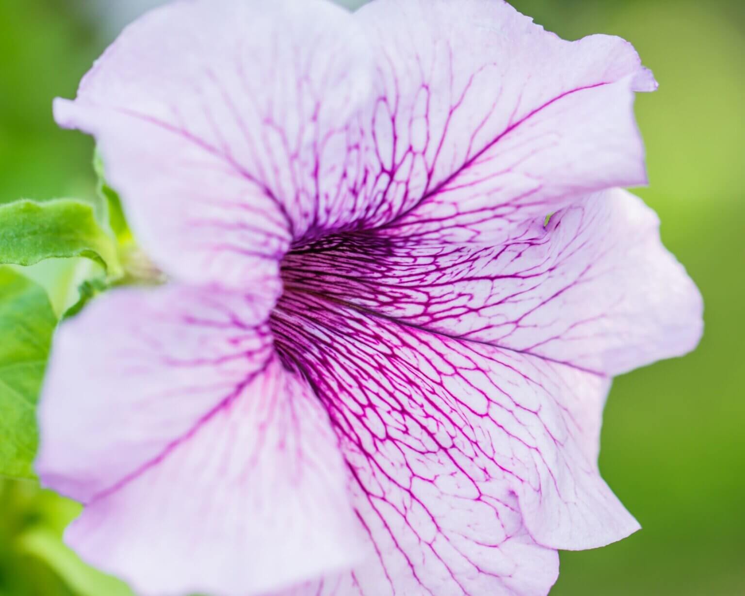 Petunia spp (Petunia) - Plantinfo