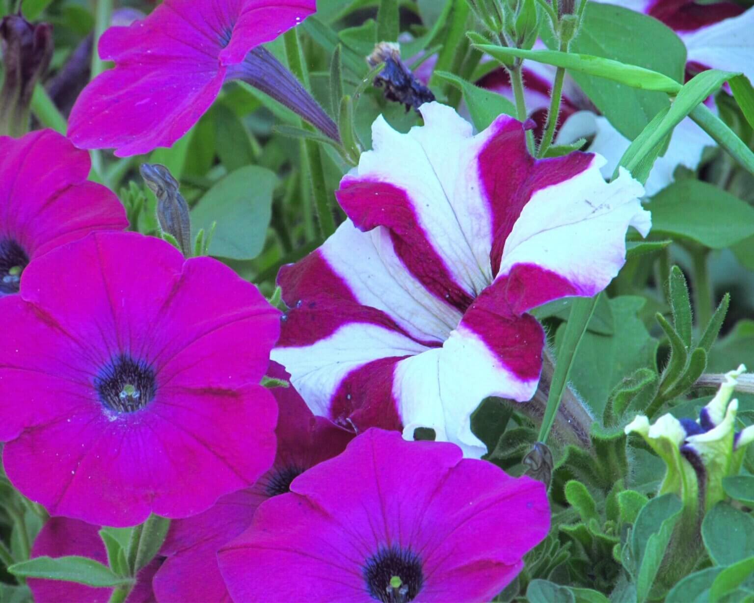 Petunia spp (Petunia) - Plantinfo