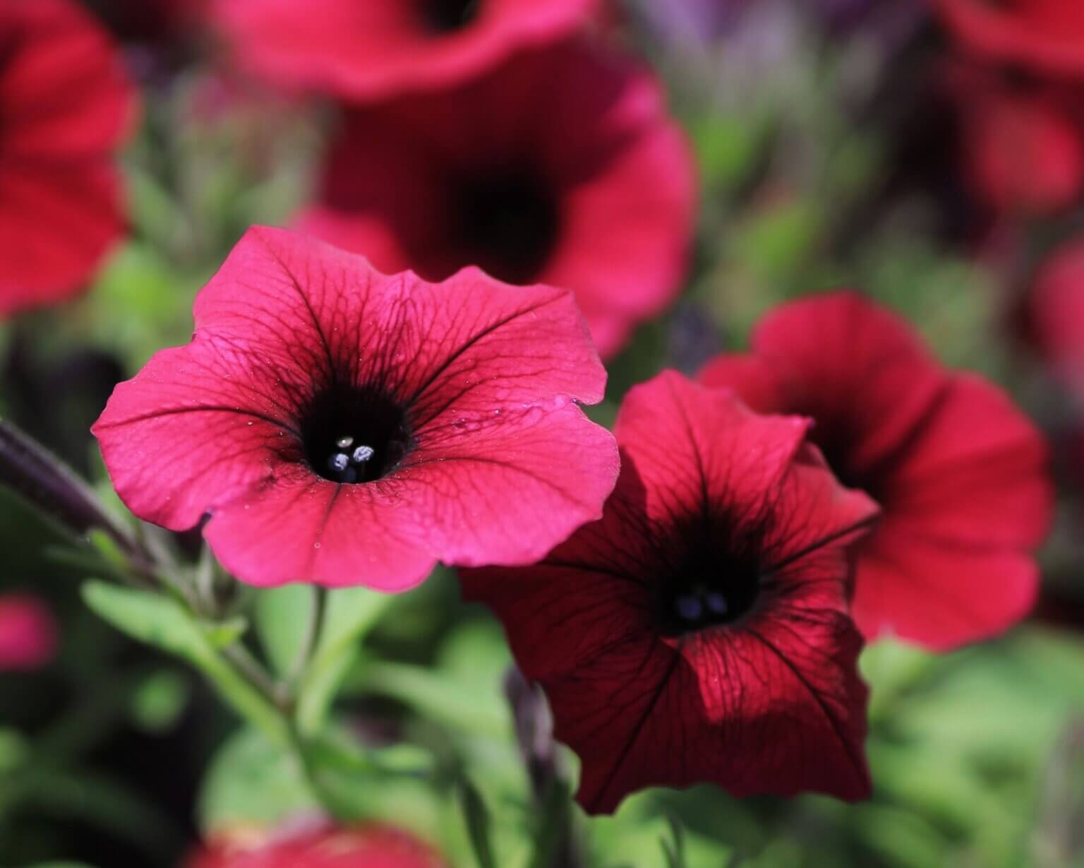 Petunia spp (Petunia) - Plantinfo