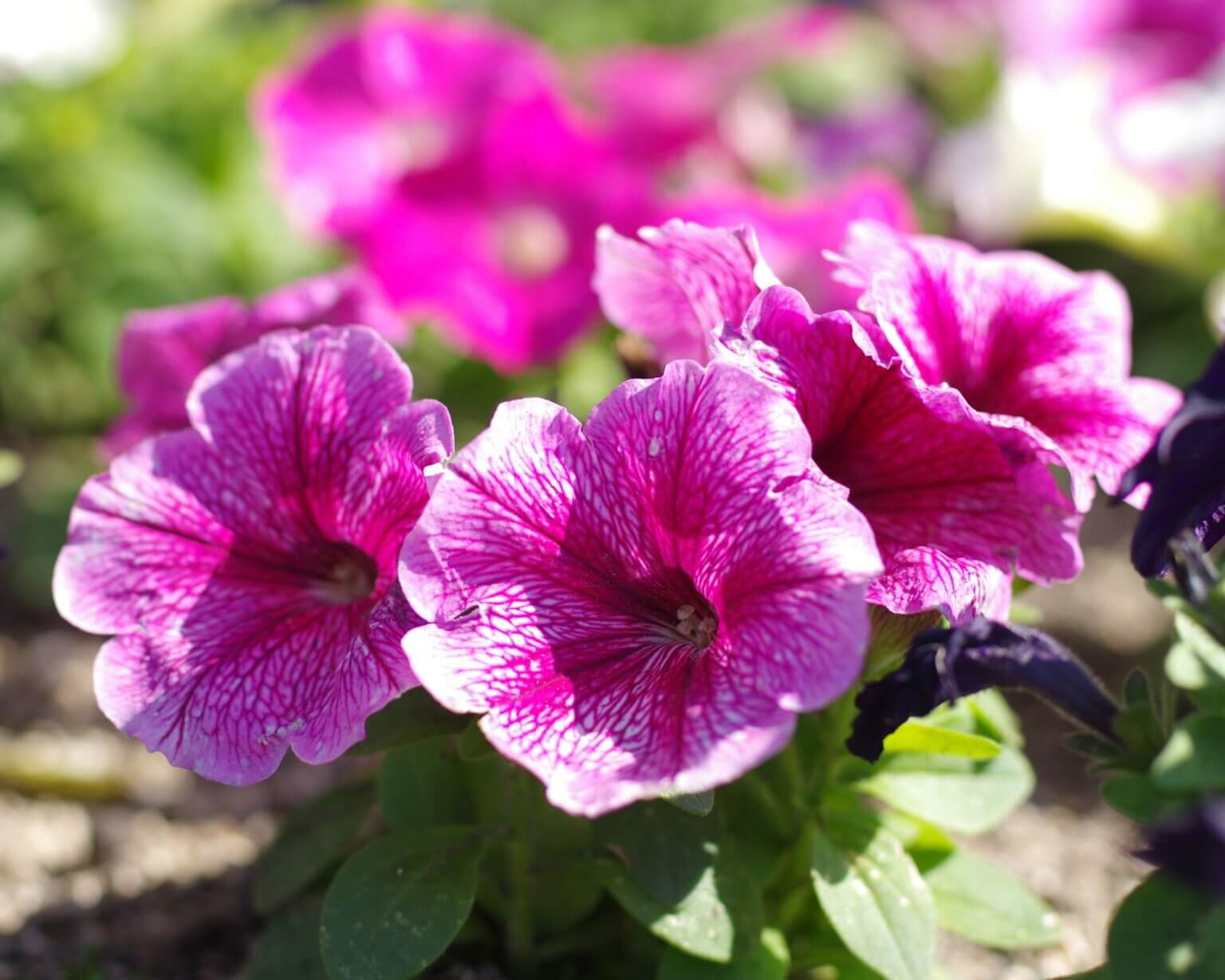 Petunia spp (Petunia) - Plantinfo