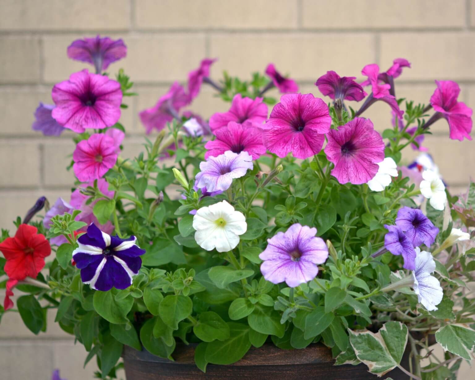Petunia spp (Petunia) - Plantinfo