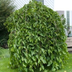 Morus alba 'Pendula' (Weeping mulberry) - Plantinfo