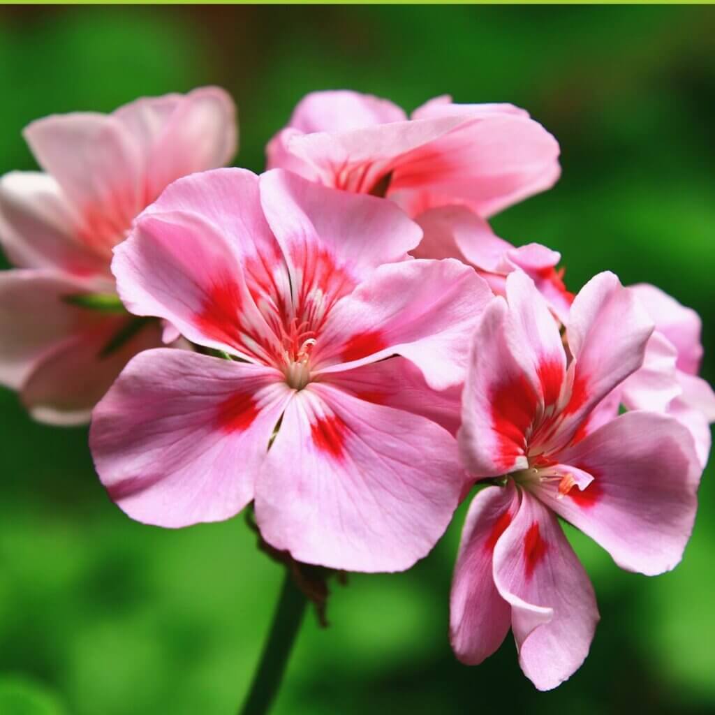 Pelargonium species (Geranium, Pelargonium) - Plantinfo