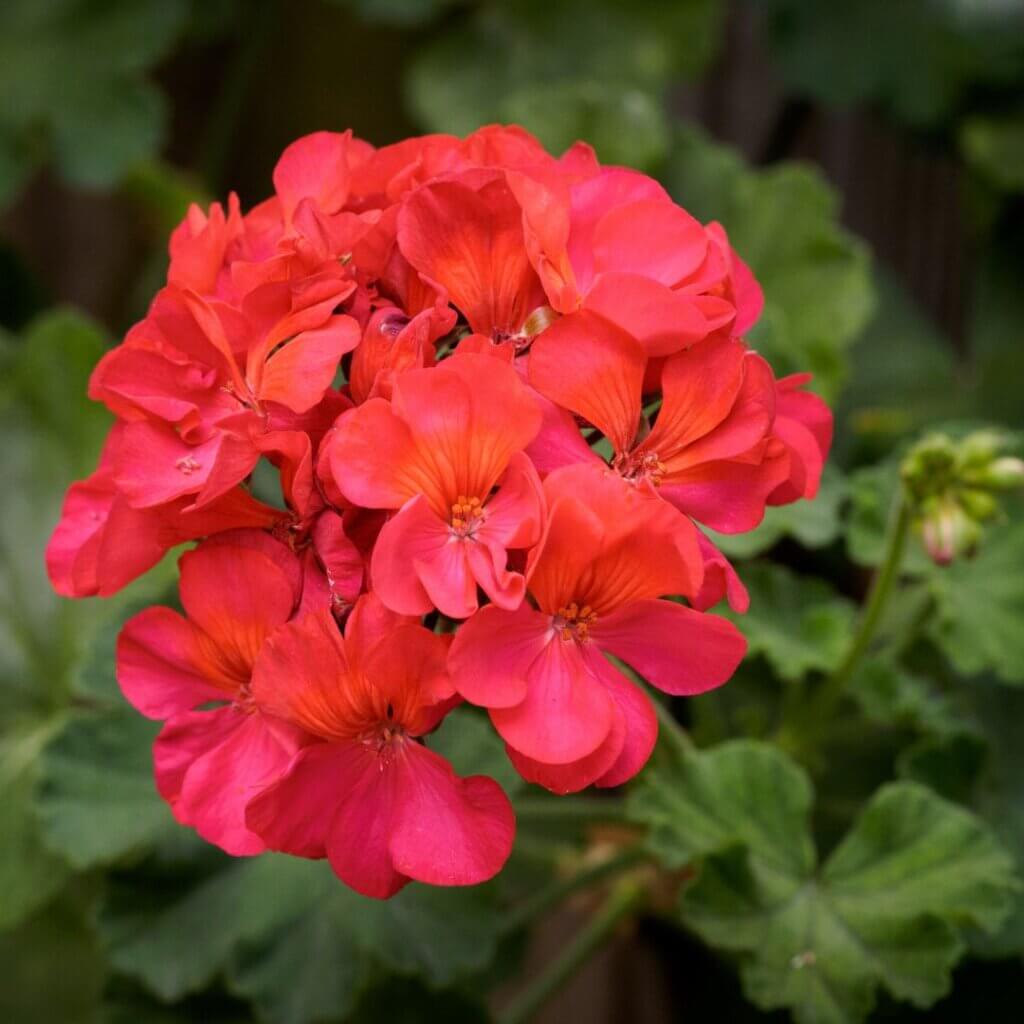 Pelargonium species (Geranium, Pelargonium) - Plantinfo