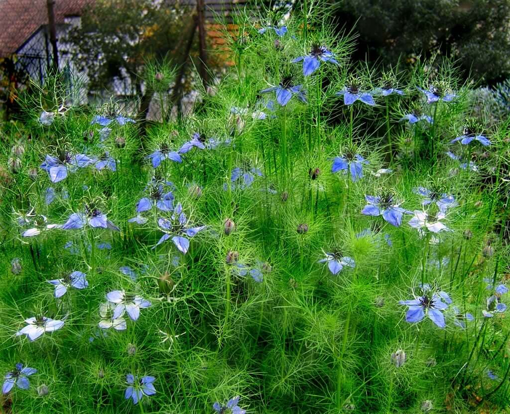 Nigella damascena (Love-in-a-mist) - Plantinfo