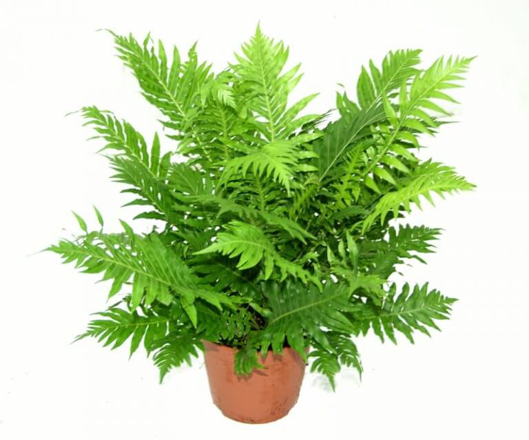 Blechnum gibbum (Miniature tree fern) - Plantinfo