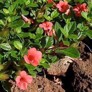 Barleria repens 'Rosea' (Bush violet) - Plantinfo