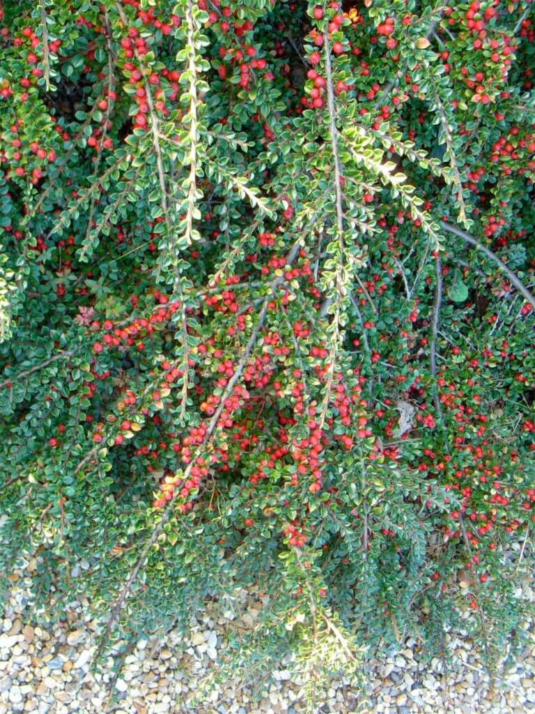 Cotoneaster horizontalis (Cotoneaster, rock cotoneaster, rockspray) - Plantinfo
