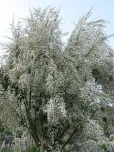 Genista monosperma (White weeping broom) - Plantinfo