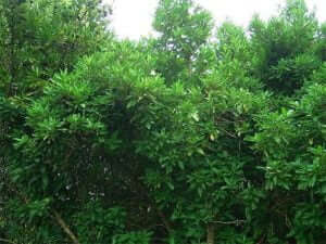 Rothmannia globosa (September bells) - Plantinfo