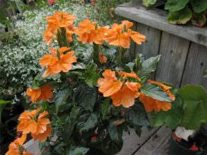 Crossandra undulaefolia (Firecracker flower) - Plantinfo