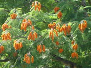 Colvillea racemosa (Colville's glory) - Plantinfo