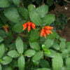 Plantinfo - EVERYTHING and ANYTHING about plants in SA - Plantinfo