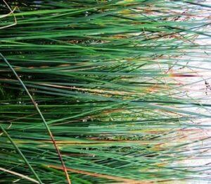 Juncus glauca (Rush, Blue) - Plantinfo