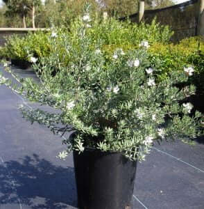 Westringia (Sticky Westringia) - Plantinfo