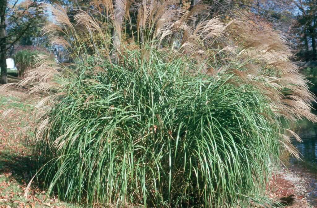 Miscanthus species (Ornamental Grass) - Plantinfo
