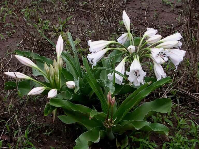 Crinum macowanii (Cape Coast lily; Cape Lily; Sabie crinum; Common Vlei ...