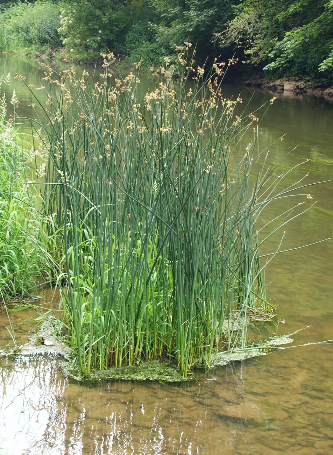 Schoenoplectus species (Bulrush) - Plantinfo