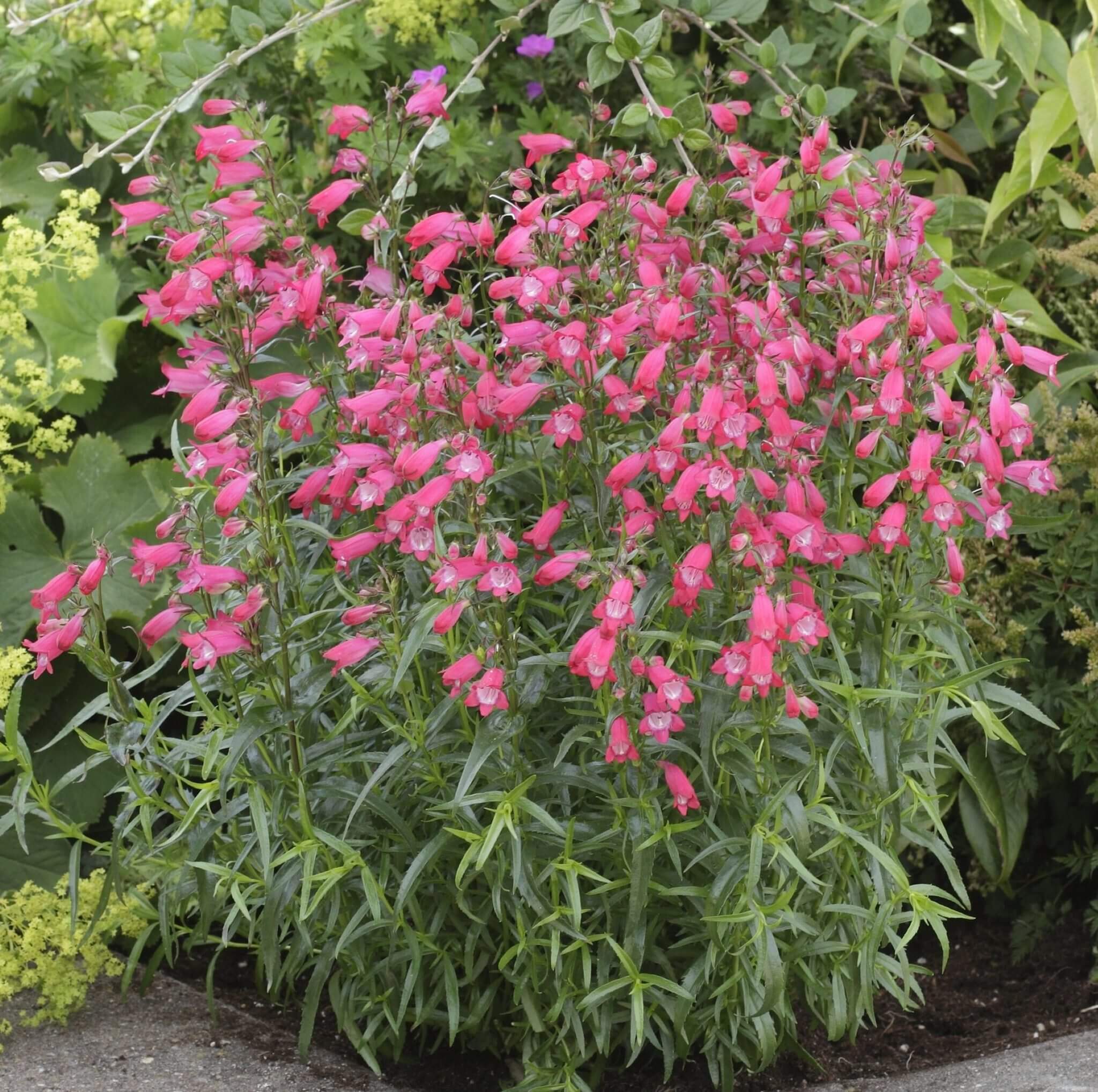 Penstemon species (Penstemon species) - Plantinfo