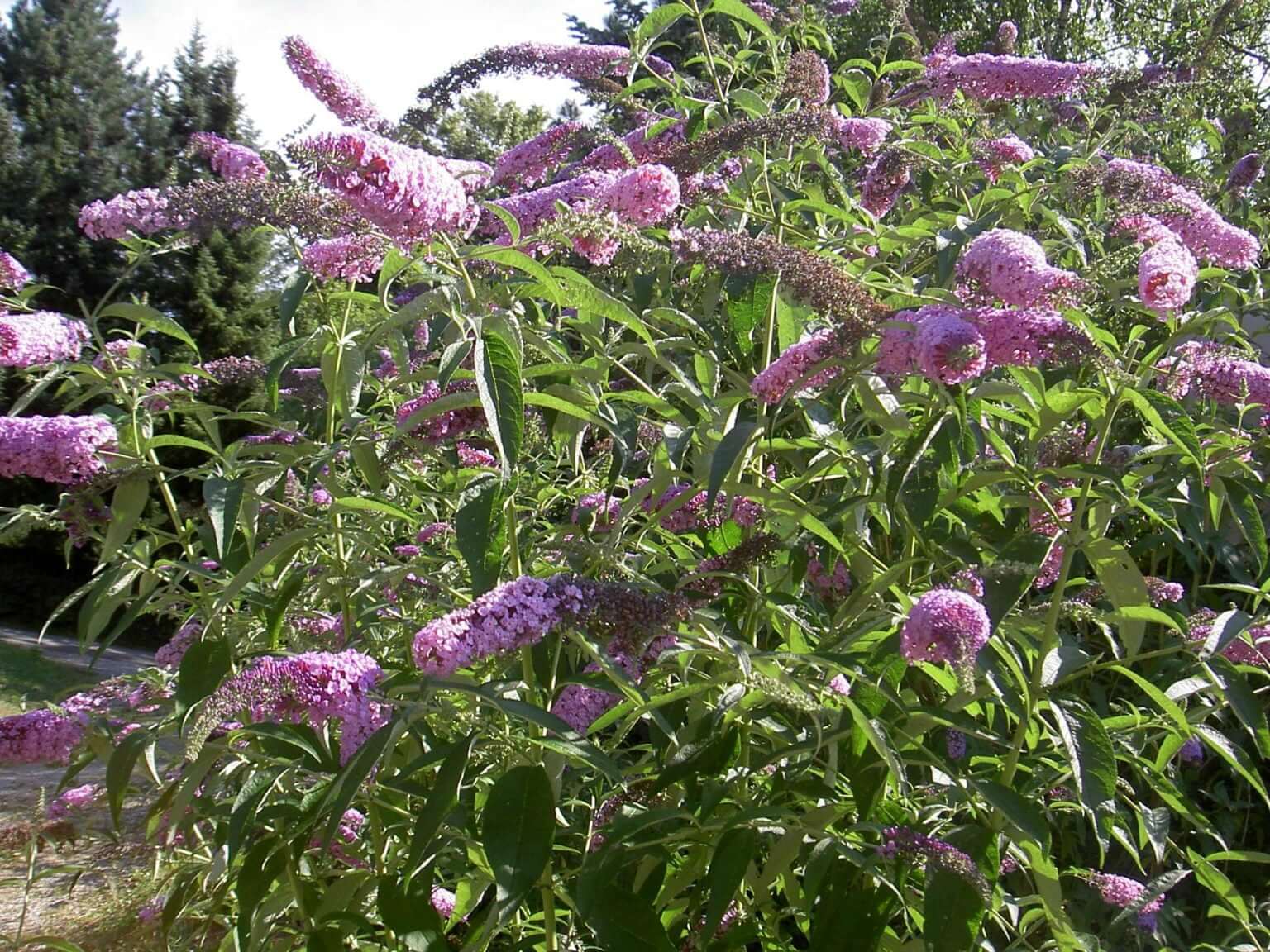Buddleja species (Butterfly bush) - Plantinfo