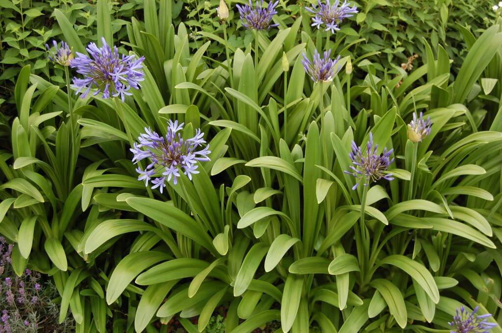 Agapanthus praecox species (Common agapanthus, Blue lily) - Plantinfo