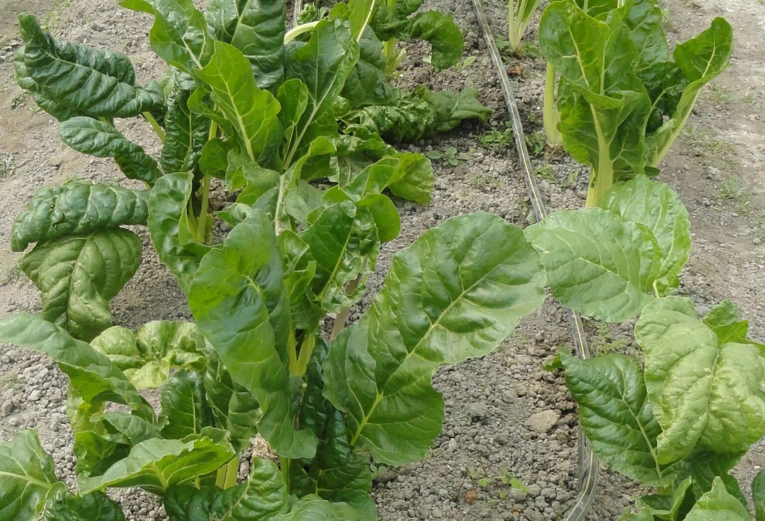 Spinacia oleracea (Spinach) - Plantinfo