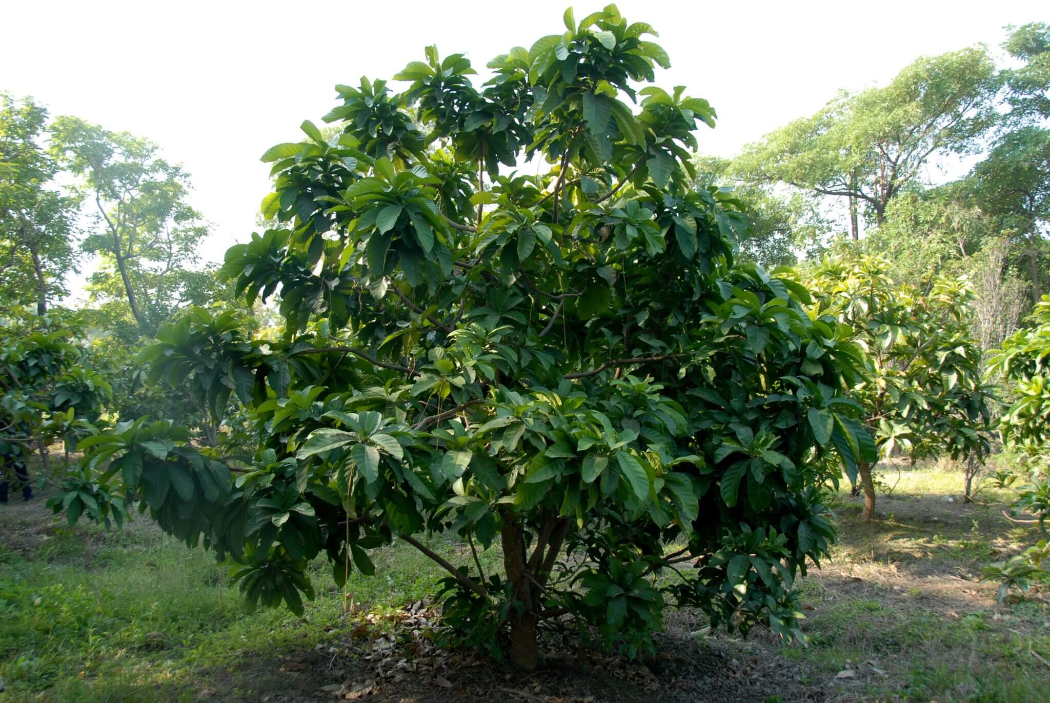 Barringtonia racemosa (Powderpuff tree) - Plantinfo