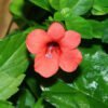 Barleria repens 'Rosea' (Bush violet) - Plantinfo