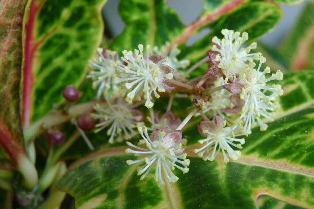 Codiaeum variegatum (Croton) - Plantinfo