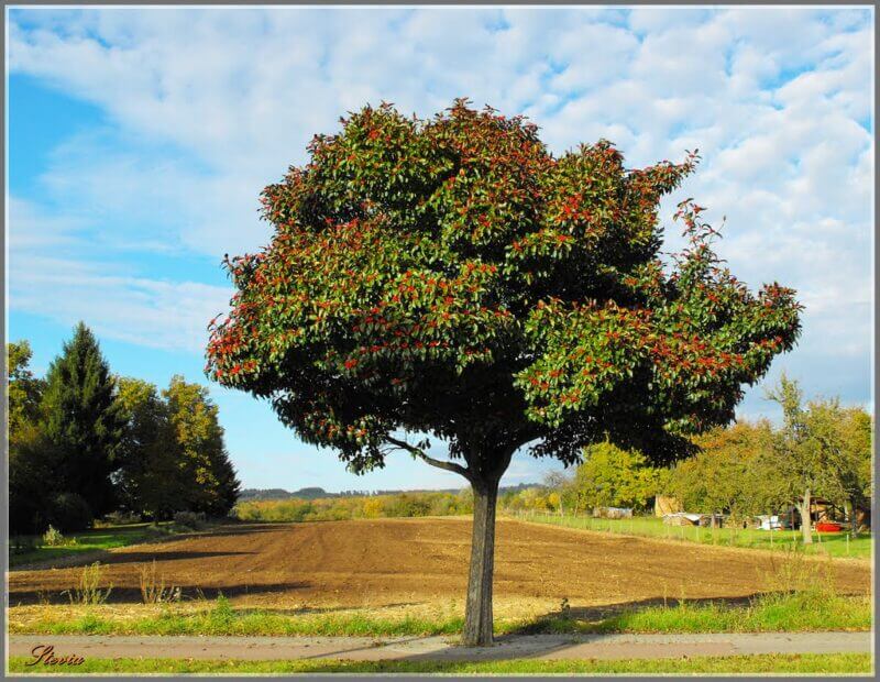 Crataegus x lavallei 'Carrierei' (Lavelle Hawthorn) - Plantinfo