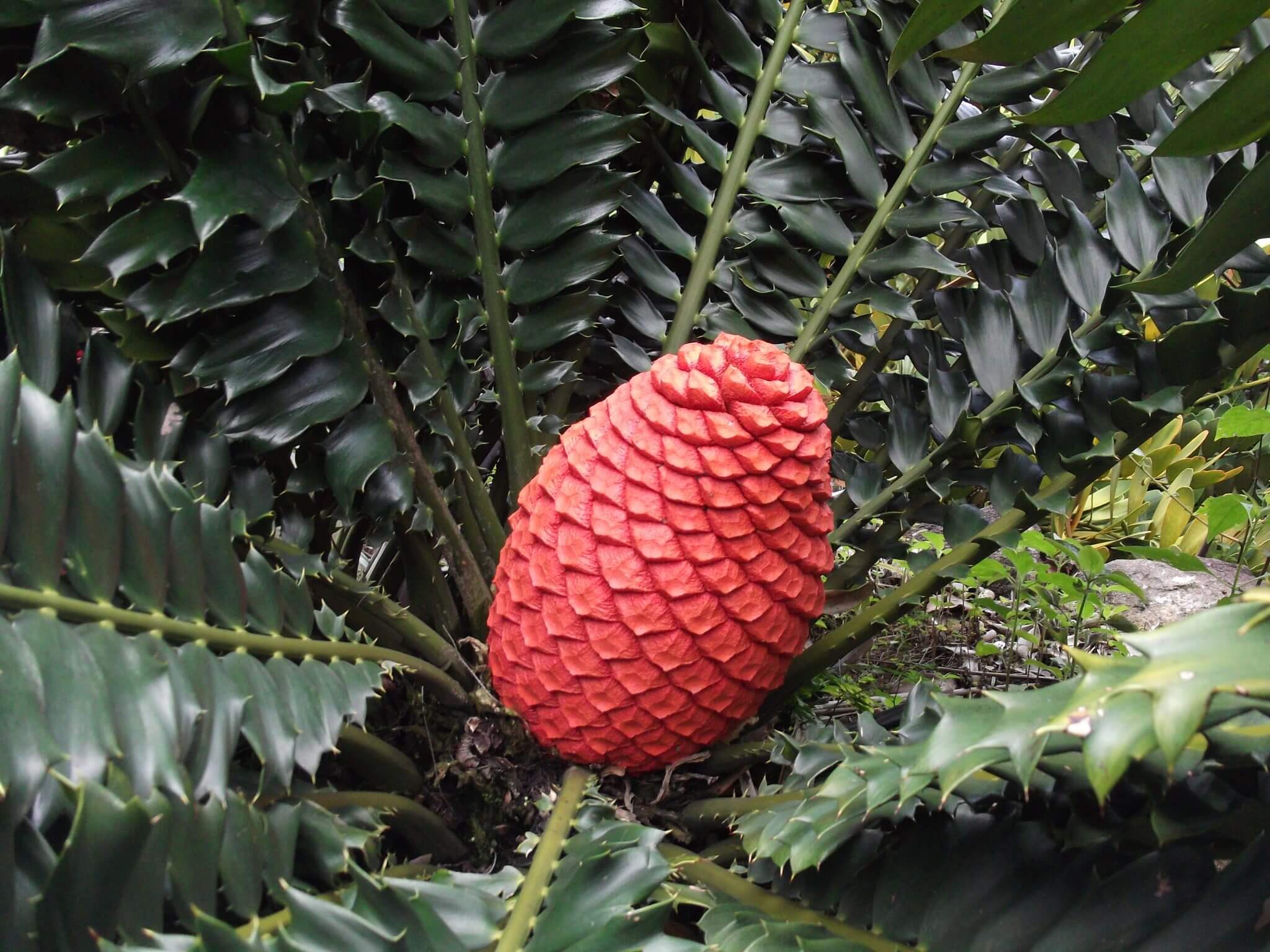 Encephalartos ferox (Zululand/Tongaland cycad) - Plantinfo