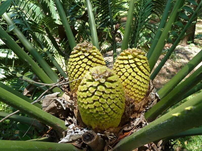 Encephalartos natalensis (Natal giant cycad) - Plantinfo