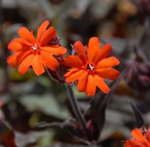 Lychnis x arkwrightii 'Vesuvius' (Maltese cross, Arkwright's campion ...