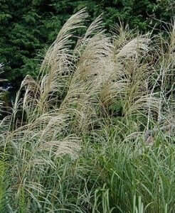 Miscanthus junceus (Wireleaf daba grass) - Plantinfo