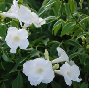 Pandorea jasmenoides Lady Di (Pandorea jasmenoides Lady Di) - Plantinfo