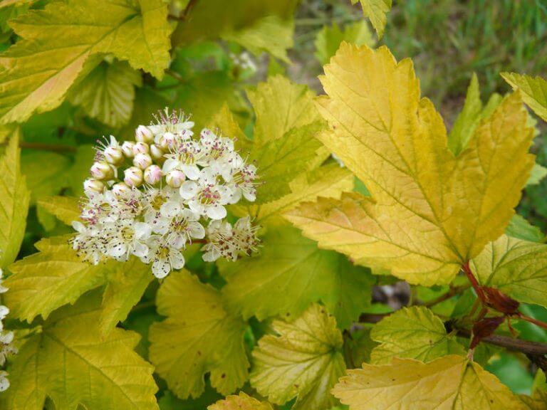 Physocarpus opulifolius 'Luteus' (Golden ninebark) - Plantinfo