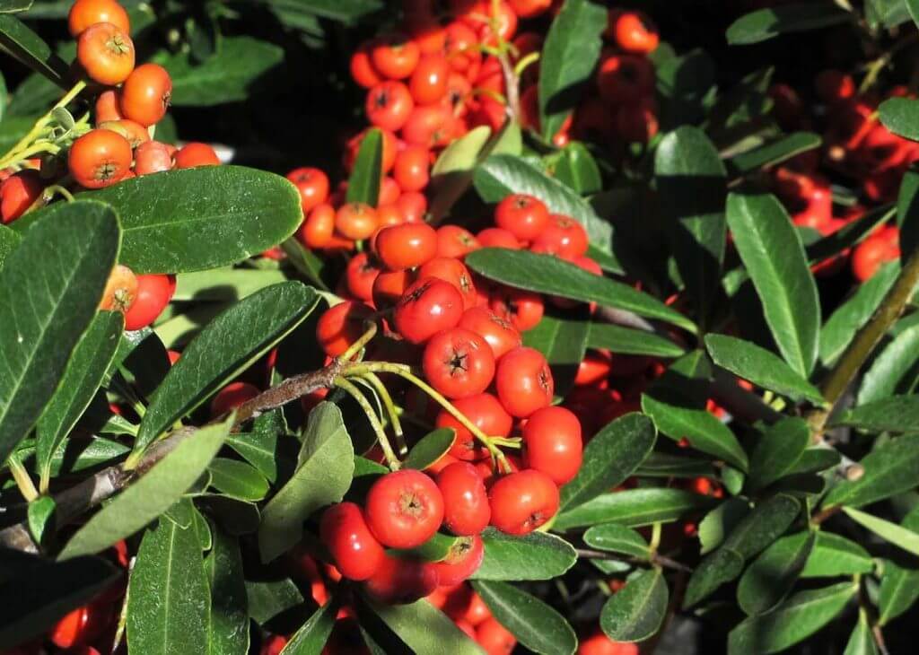 Pyracantha koidzumii 'Santa Cruz' (Hawthorn) - Plantinfo