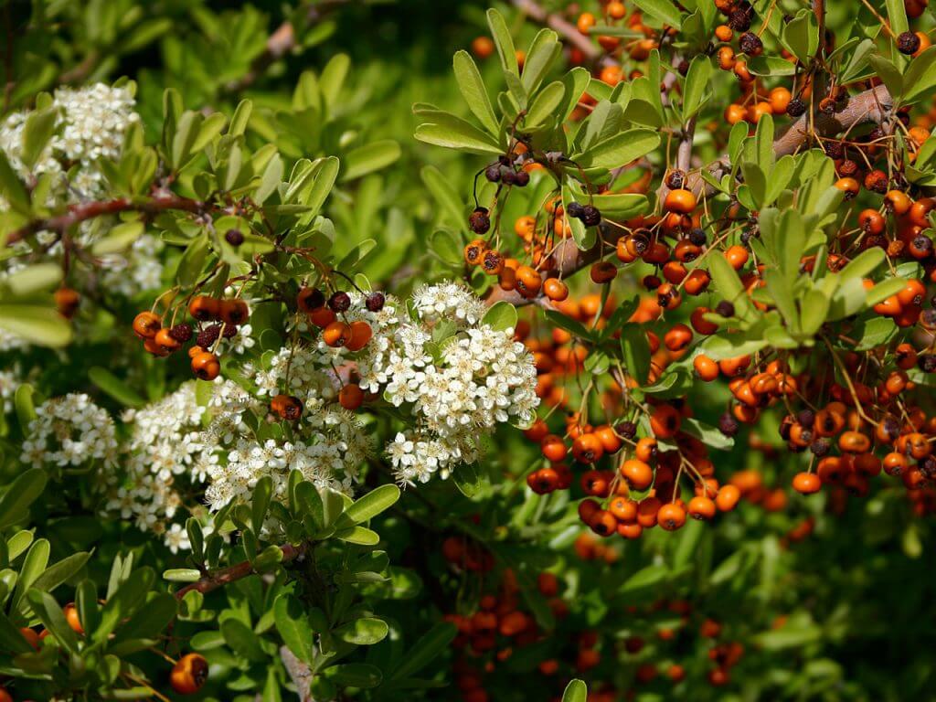 Pyracantha koidzumii 'Santa Cruz' (Hawthorn) - Plantinfo