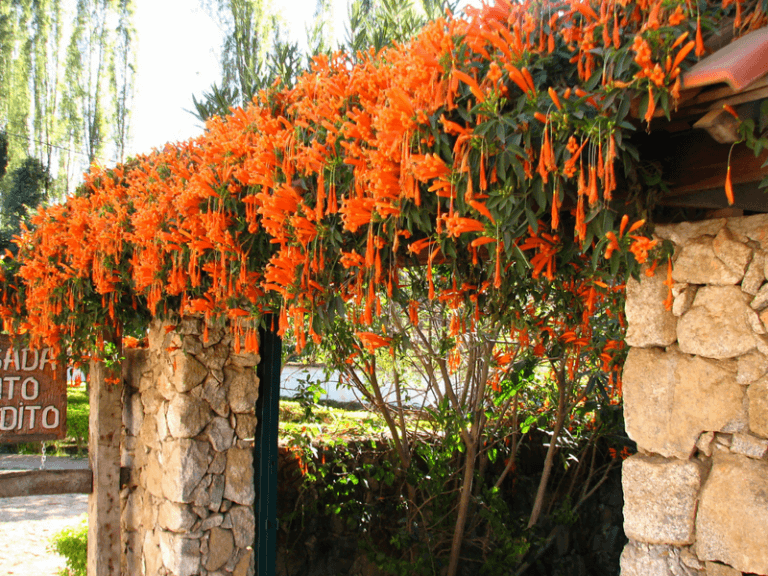 Pyrostegia venusta (Golden shower) - Plantinfo