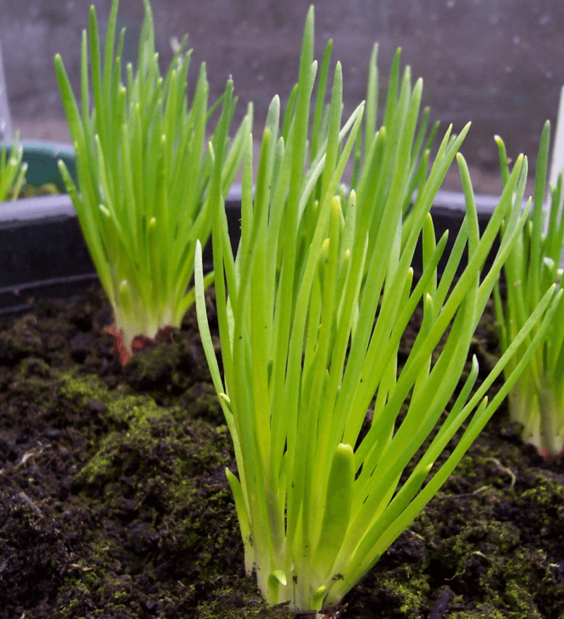 Allium schoenoprasum (Chives) - Plantinfo