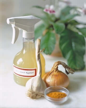 Garlic spray store