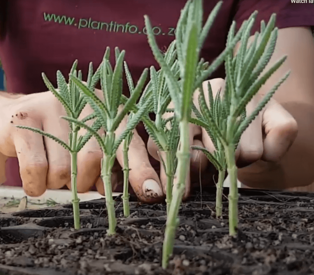 How to make cuttings - Plantinfo