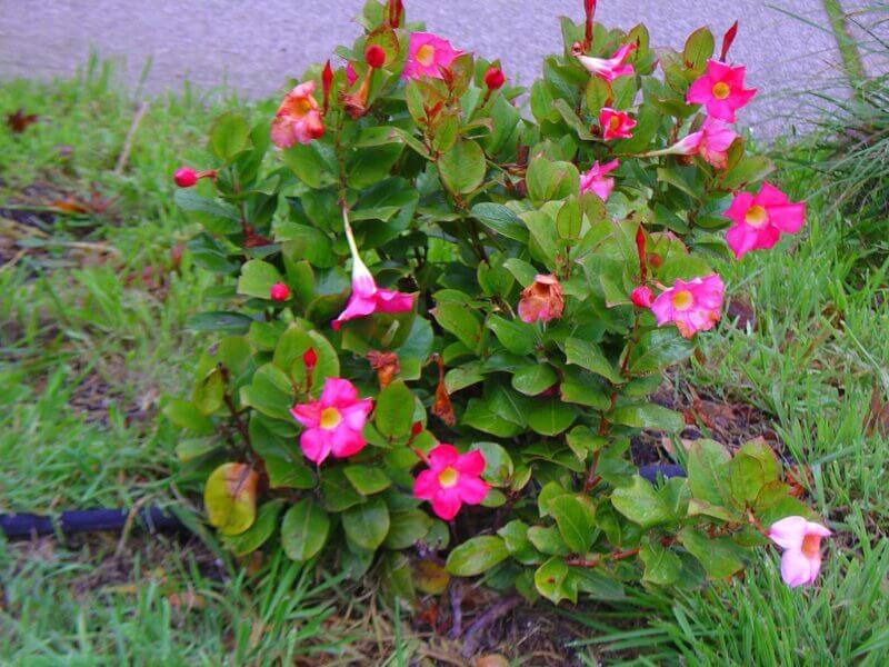 Mandevilla 'Aloha' (-) - Plantinfo
