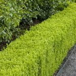 10 Steps to help and revive a dying, sick or neglected hedge. - Plantinfo