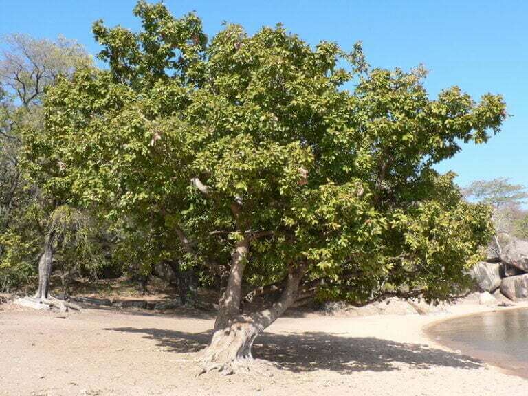 Ficus ingens (Red-leaved rock fig) - Plantinfo