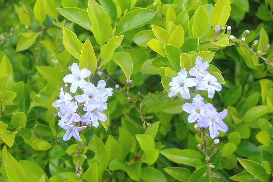 Duranta erecta 'Sheena's Gold' (Tree forget-me-not) - Plantinfo