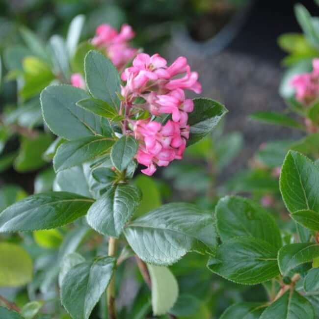 Escallonia exoniensis fradesii 'Pink Princess' (Pink Princess) - Plantinfo